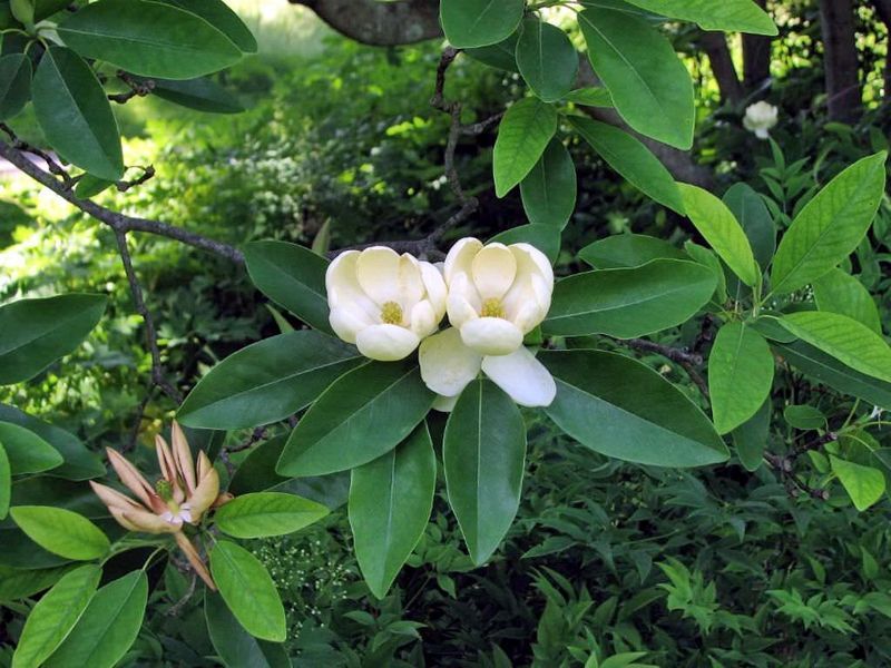 Magnolia virginiana Moonglow - Jim Wilson buy in Ukraine. A wide ...