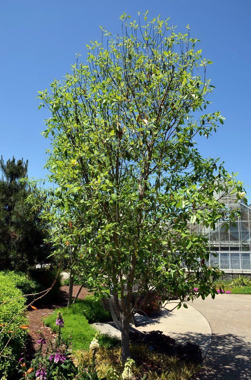 Magnolia virginiana Moonglow - Магнолія віргінська Moonglow купити в ...
