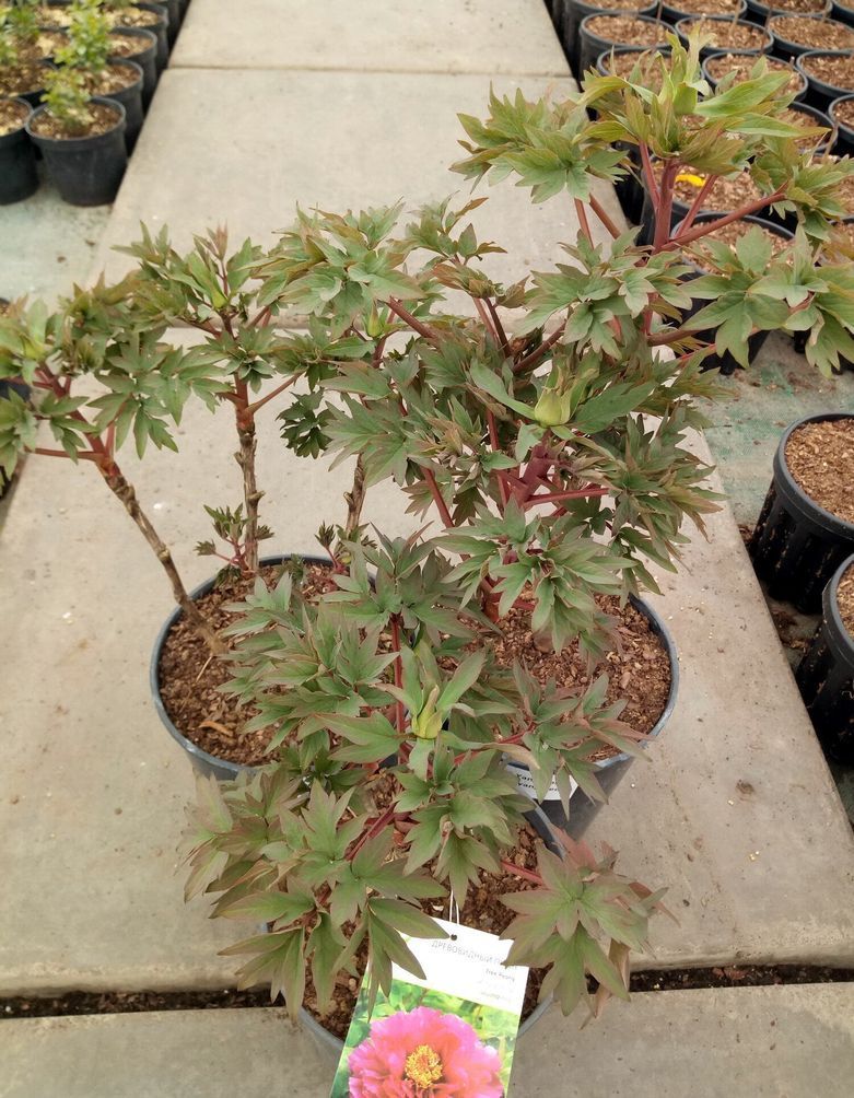 Tree peony Luoyang Red - Luoyang Hong - Nursery of ornamental plants ...