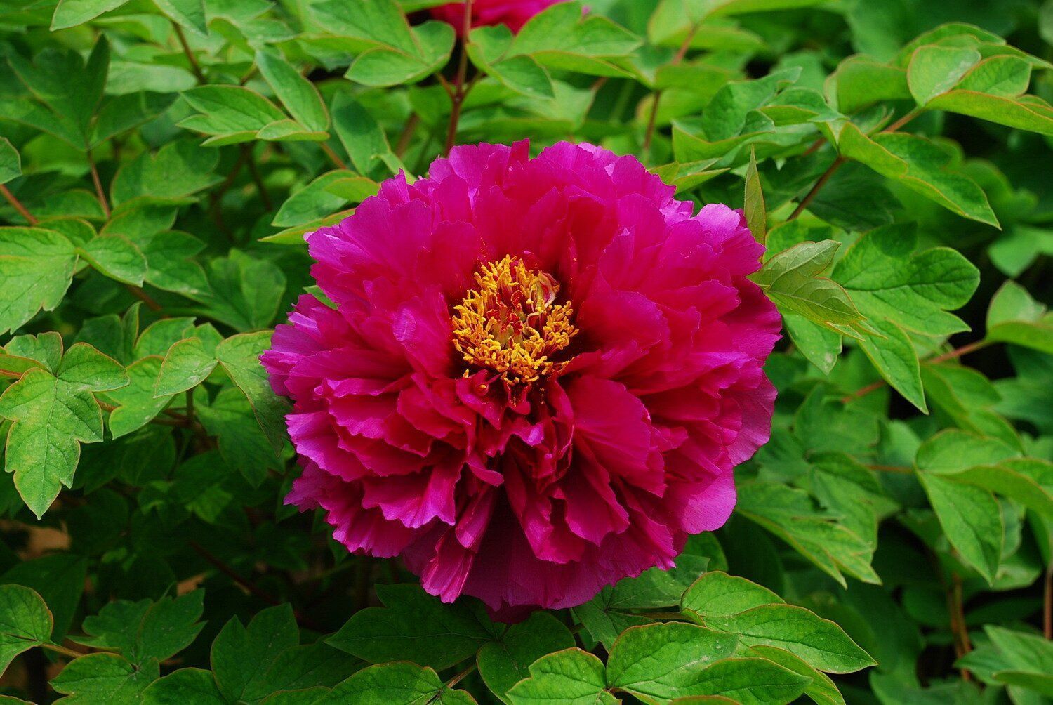Tree peony Luoyang Red - Luoyang Hong - Nursery of ornamental plants ...