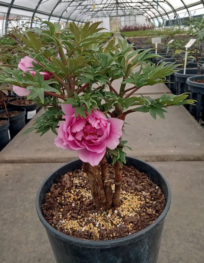 Tree peony Prosperous Family - Fu Gui Man Tang - Nursery of ornamental ...