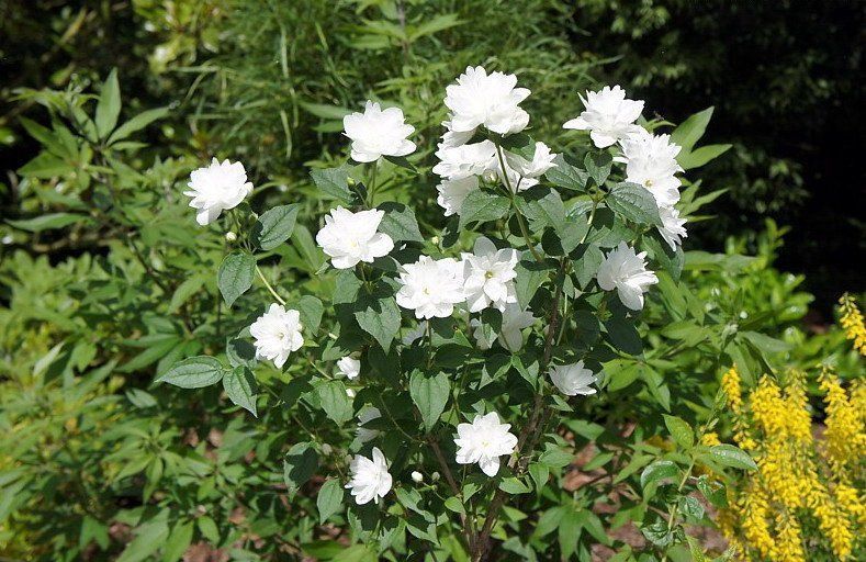 Philadelphus Frosty Morn - Nursery of ornamental plants Florex Ukraine
