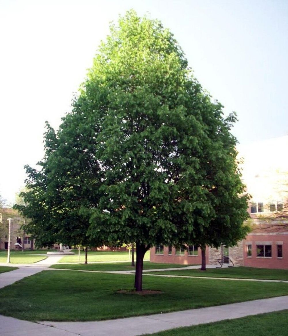 Tilia cordata - Littleleaf linden buy in Ukraine. A wide selection of ...