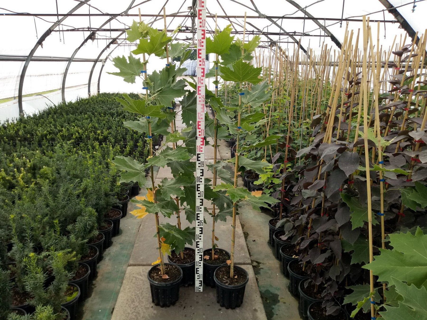 Platanus acerifolia Exclamation buy in Ukraine. A wide selection of ...