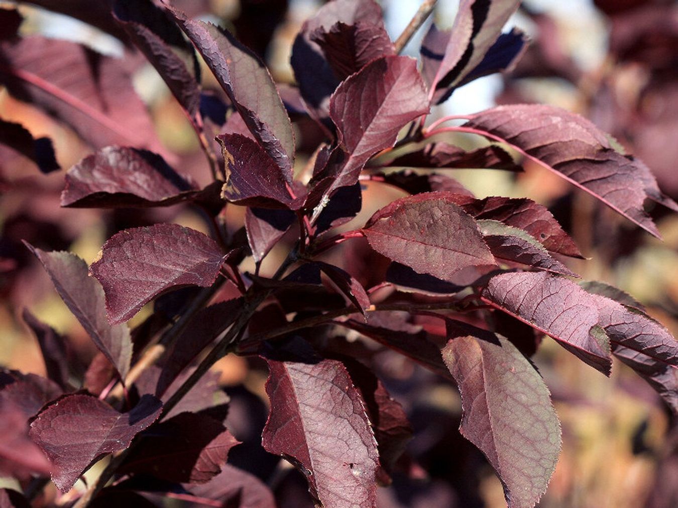 Prunus virginiana Schubert - Черемха віргінська Schubert купити в ...