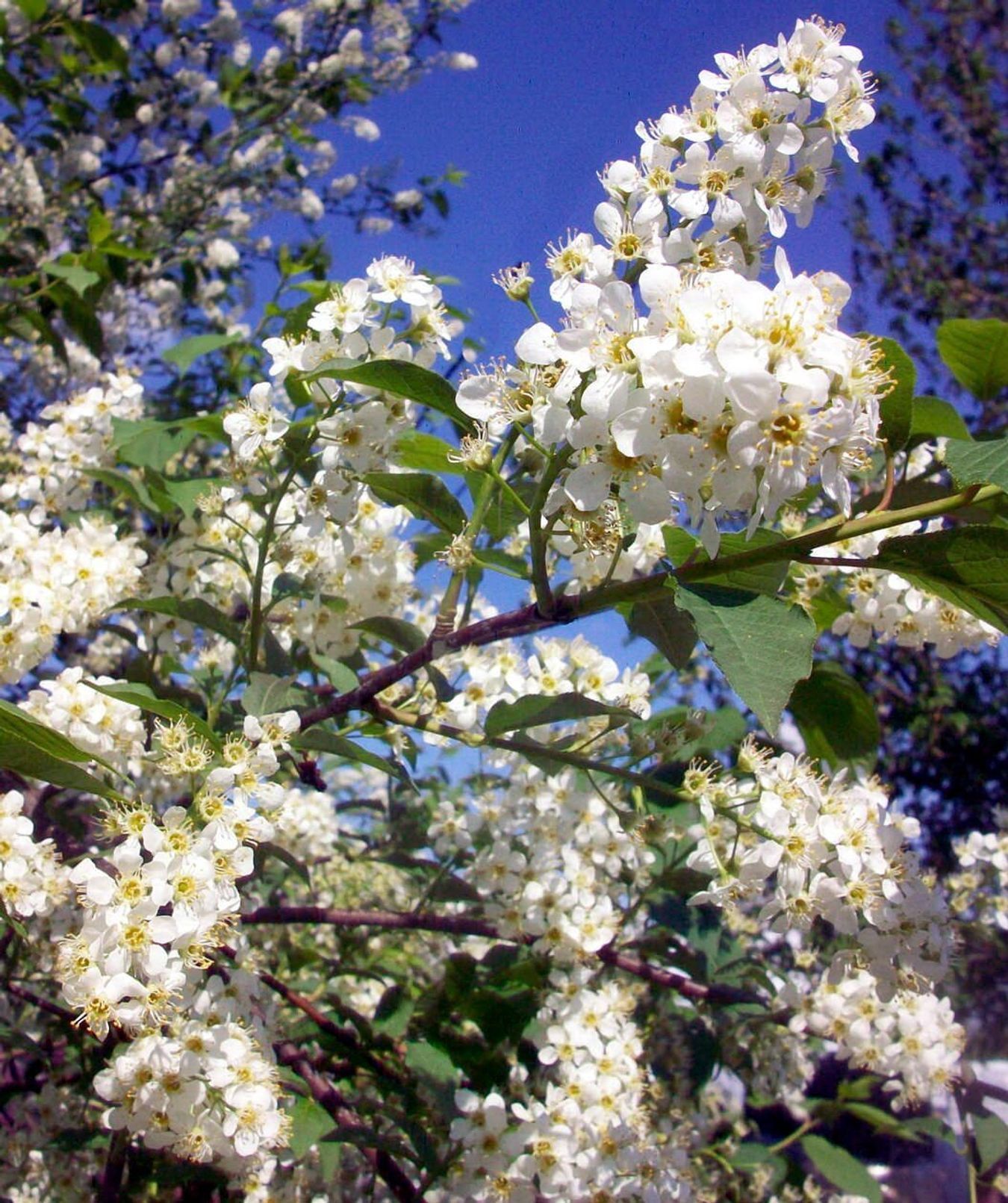 Prunus virginiana Schubert - Черемха віргінська Schubert купити в ...