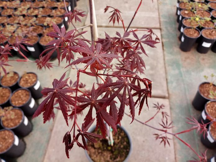 Acer palmatum Atropurpureum - Purple Japanese maple buy in Ukraine. A ...