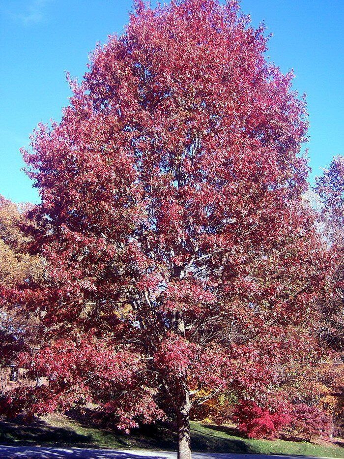 Quercus coccinea buy in Ukraine. A wide selection of ornamental ...