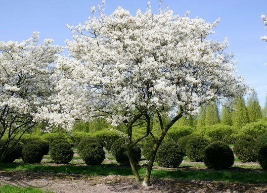 Amelanchier lamarckii - Snowy mespilus - Nursery of ornamental plants ...